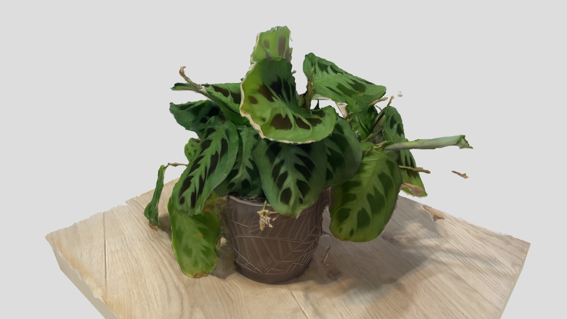 Plant test scan - 3D model by JackHG (@JHG_3D) [7e4471c] - Sketchfab