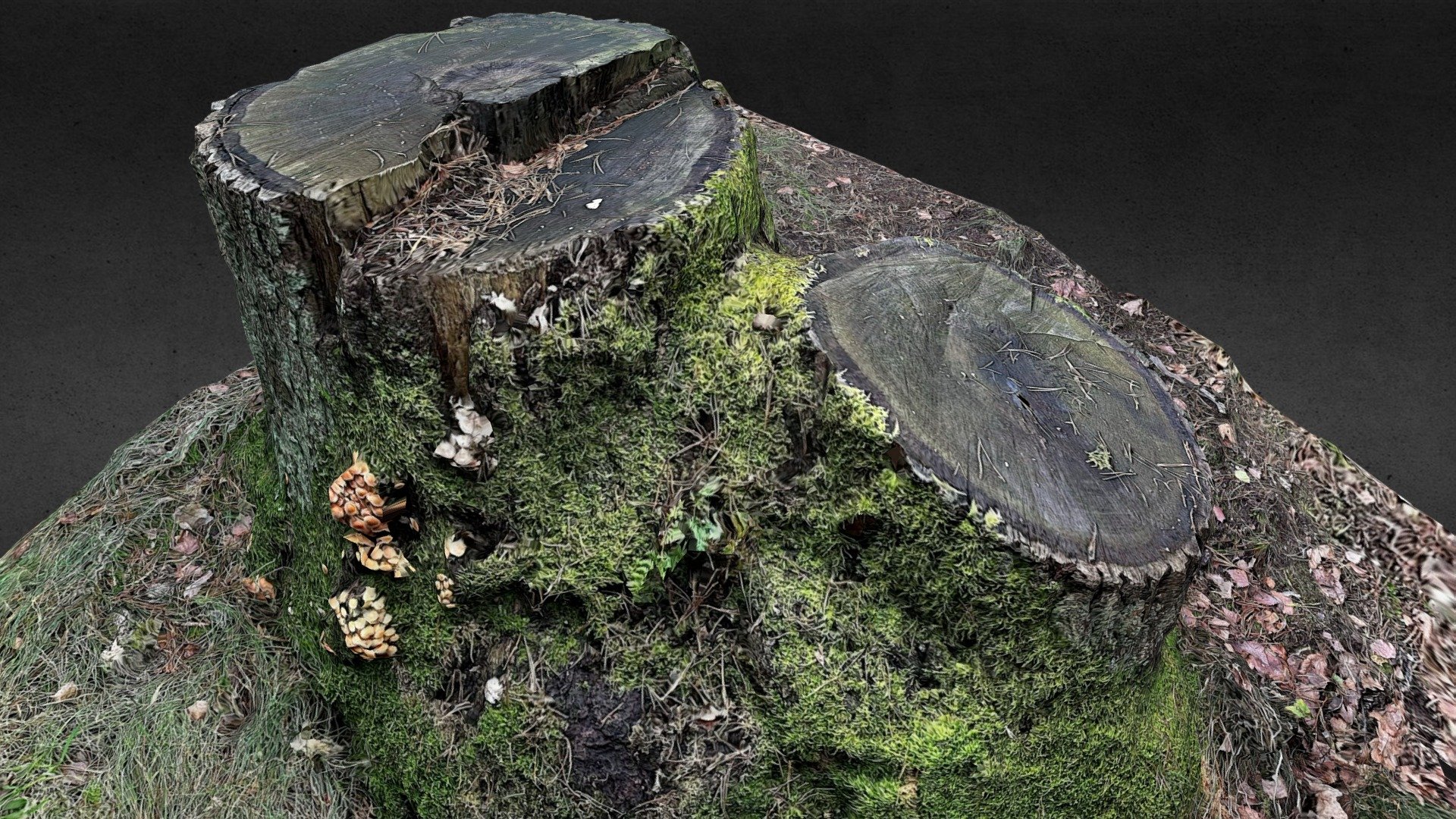 Double stump with moss and mushrooms - HQ - Download Free 3D model by ...