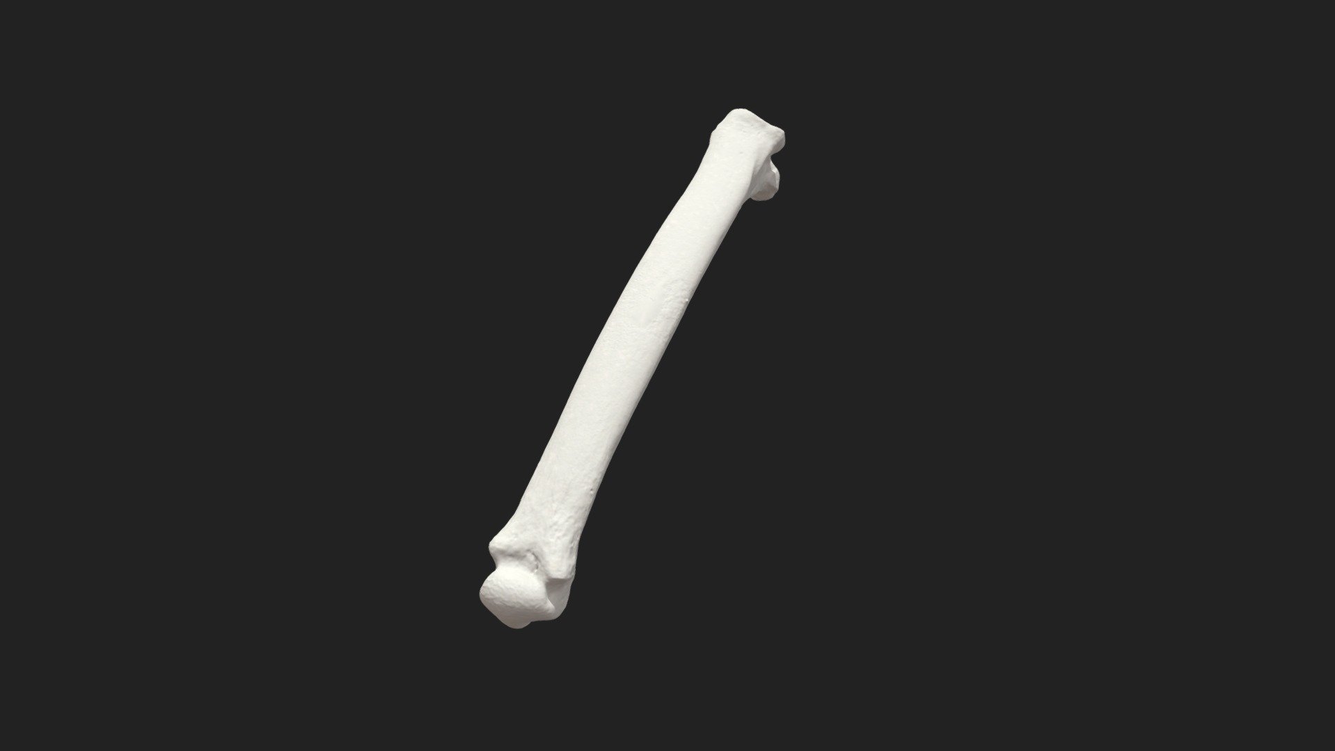 metatarsal bone (os metatarsale) cat - Download Free 3D model by ...