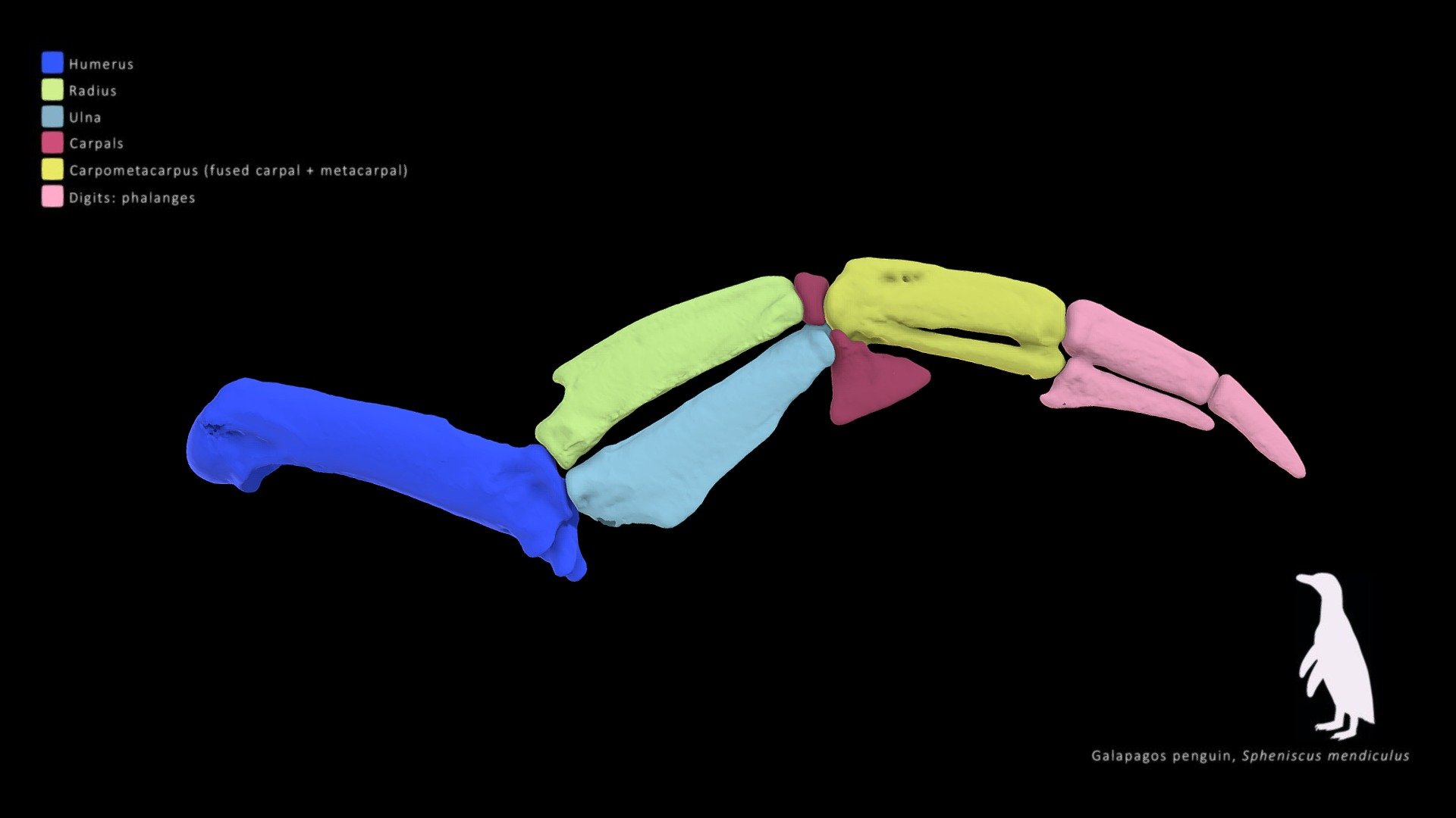 Galapagos penguin wing (FMNH B106005) - 3D model by Blackburn Lab ...