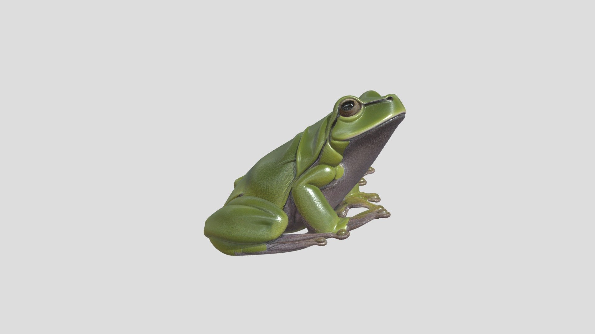 rana - Download Free 3D model by alexanderperezamaya9 [7e56719] - Sketchfab