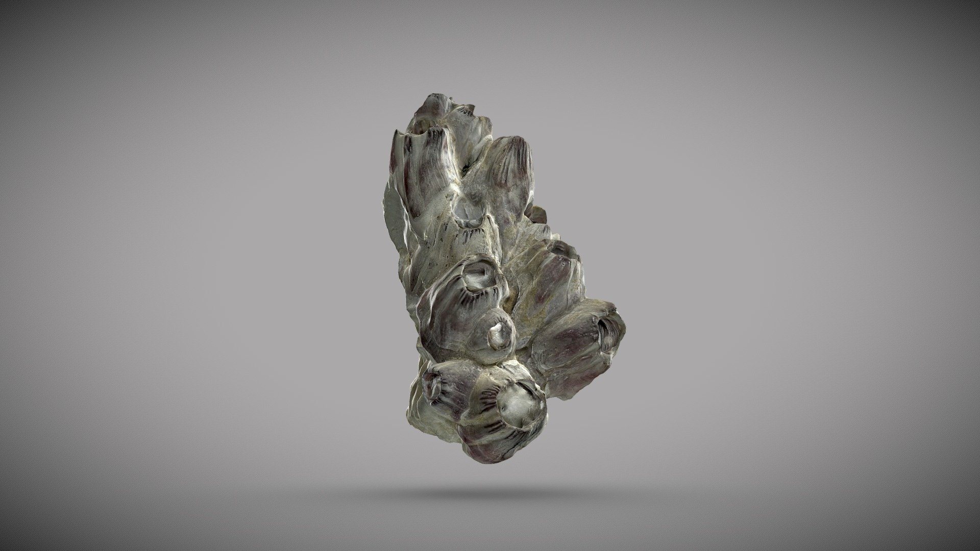 Barnacle Cluster [8cm] - Download Free 3D model by Thomas Flynn ...