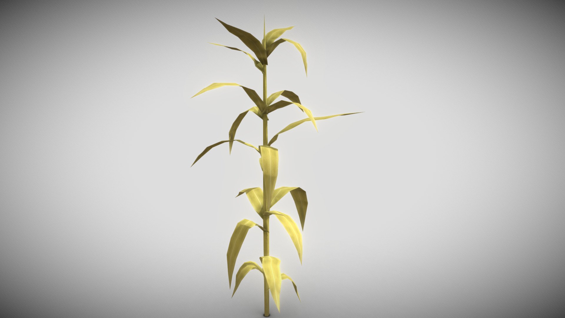 Corn old - Download Free 3D model by Frice [7e5ea41] - Sketchfab