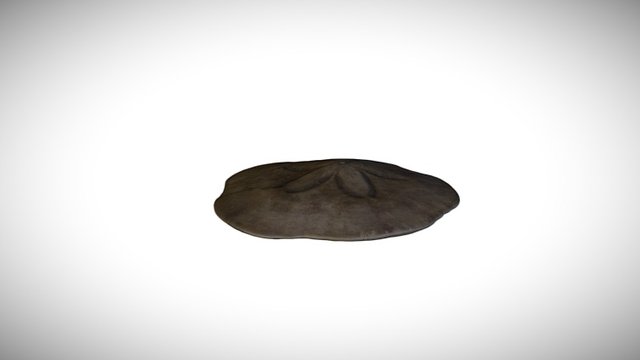 Sea-urchin 3D models - Sketchfab