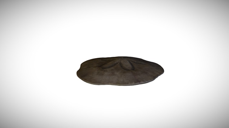 Clypeaster rotundus / CASIZ 91323 - 3D model by California Academy of ...
