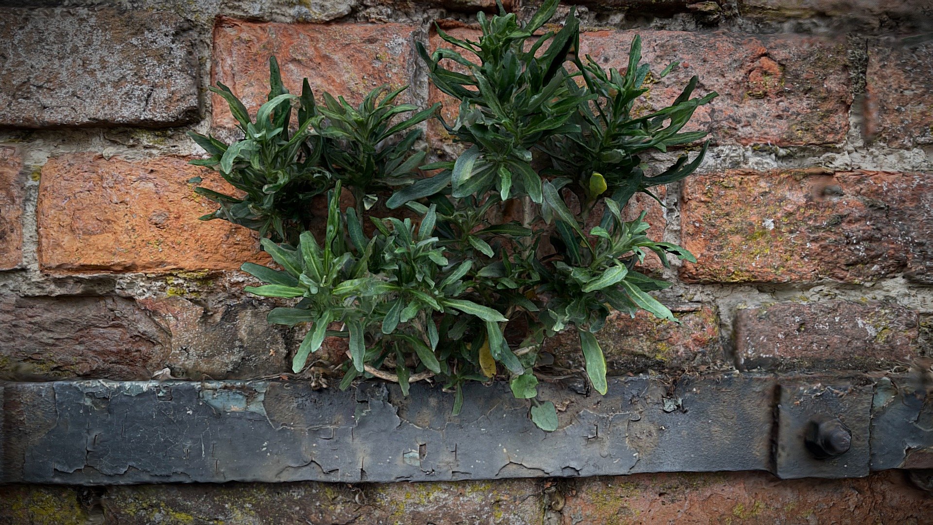 iPhone photogrammetry wall plant - Buy Royalty Free 3D model by Alex ...