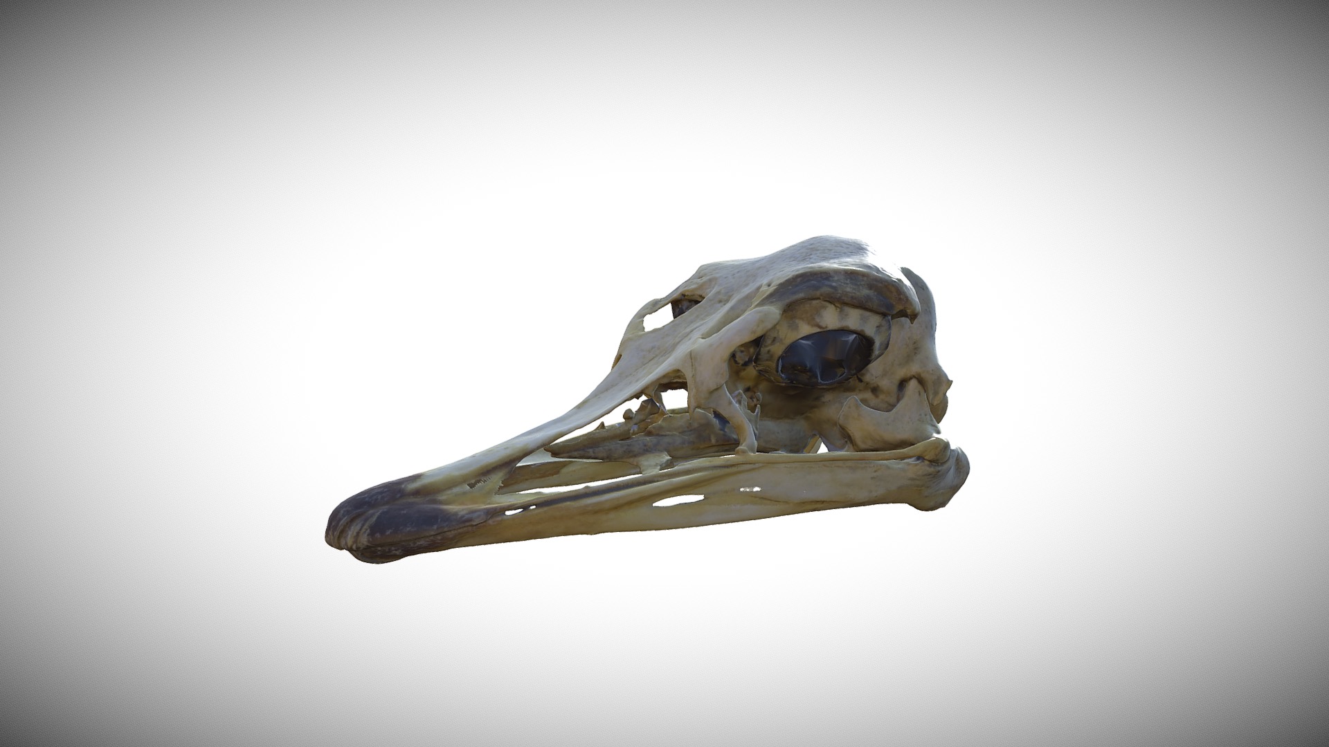 Common ostrich / CAS-ORN 89372 - 3D model by California Academy of ...