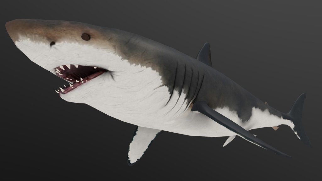shark - A 3D model collection by mylab1st - Sketchfab