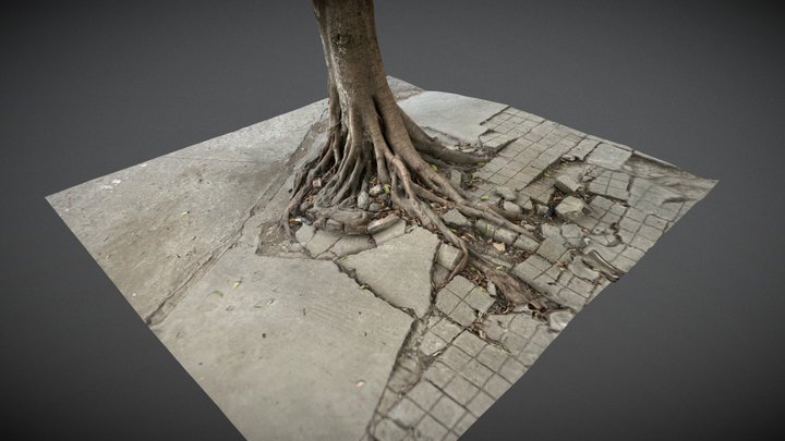 Tree-root 3D models - Sketchfab