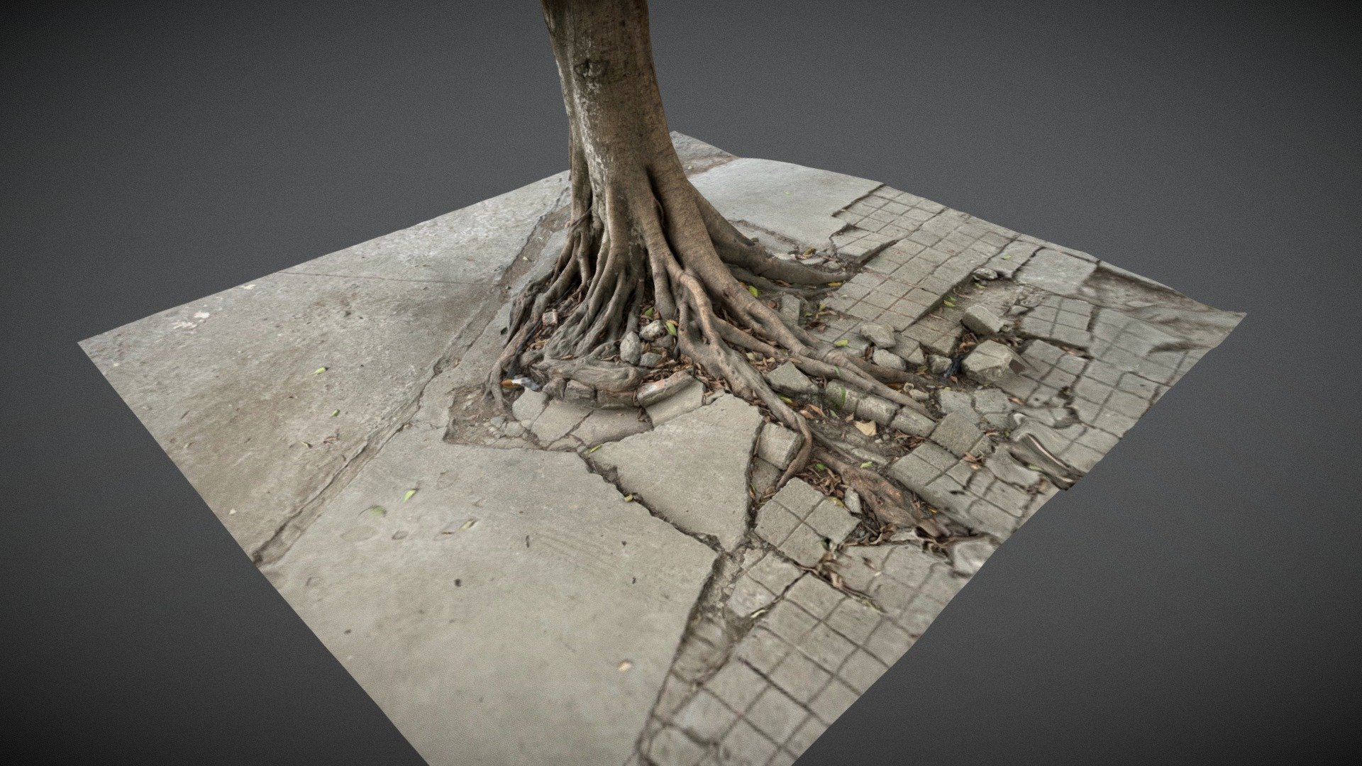 Root of roadside tree - Buy Royalty Free 3D model by xinige [7e66c7f ...
