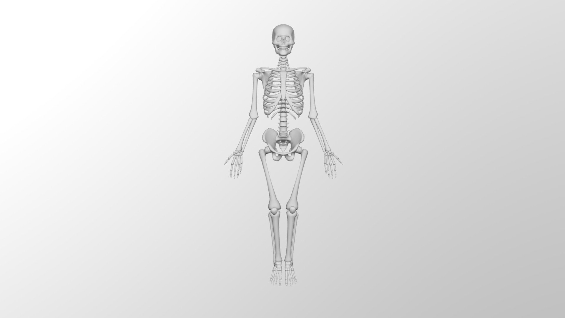 Skeleton - Download Free 3D model by kabyakaushik [7e68b08] - Sketchfab