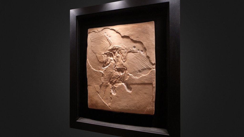 archaeopteryx - A 3D model collection by accalai99 - Sketchfab