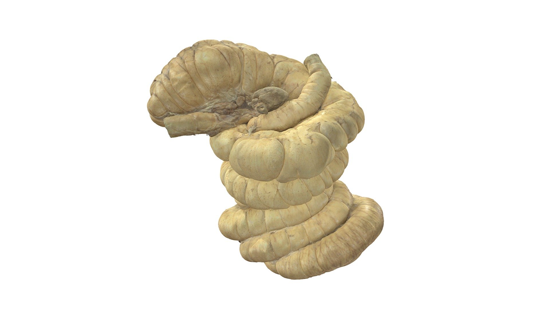 Pig, Colon, Caecum (plastinate, situ) - 3D model by Vetanat.UZH ...