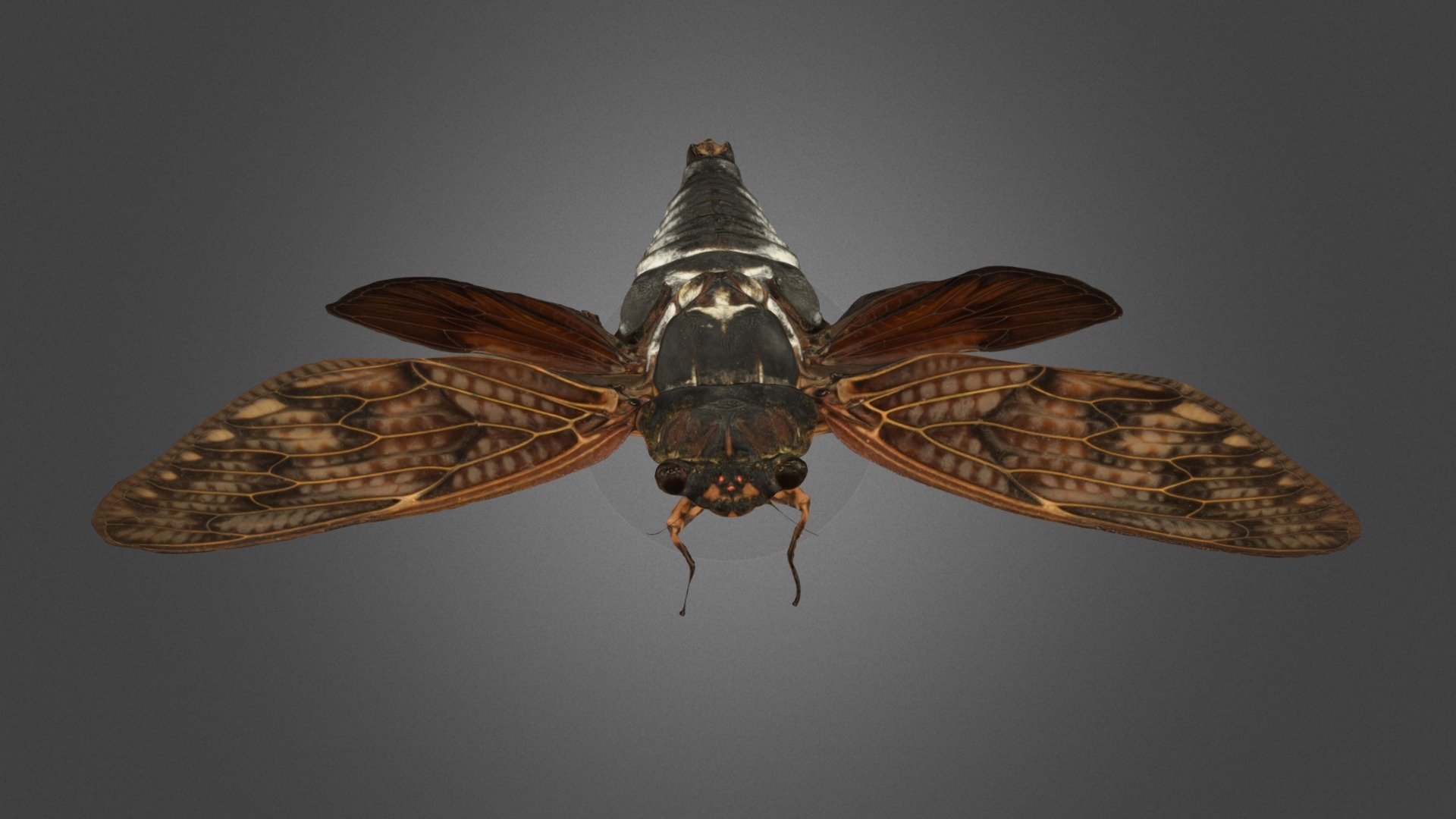 アブラゼミ ♂ Large Brown Cicada, G. nigrofuscata - 3D model by ffish.asia ...
