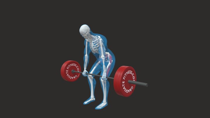 Hamstring 3D models - Sketchfab