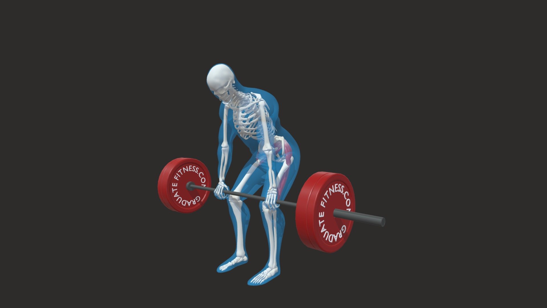 The Barbell Romanian Deadlift (RDL) - 3D model by Mike - 3D Muscle ...