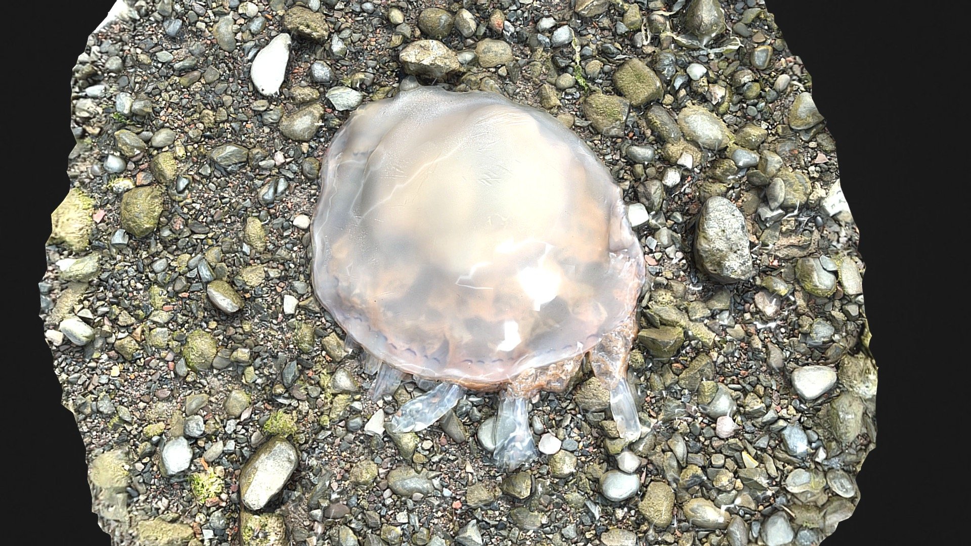 Beached Jellyfish - Download Free 3D model by JPDV [7e81539] - Sketchfab