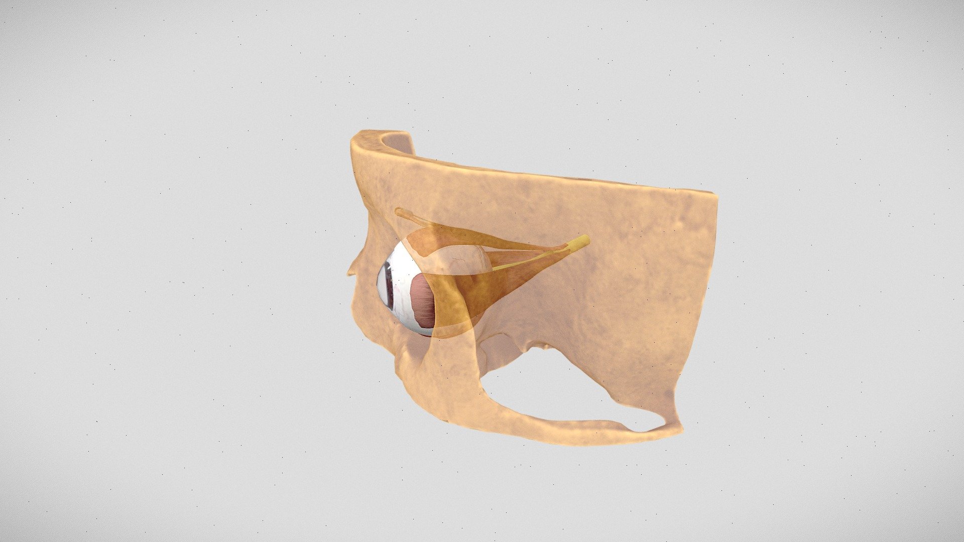 2024 Extraocular Muscles of the Eye - 3D model by AUmedart [7e8220a ...