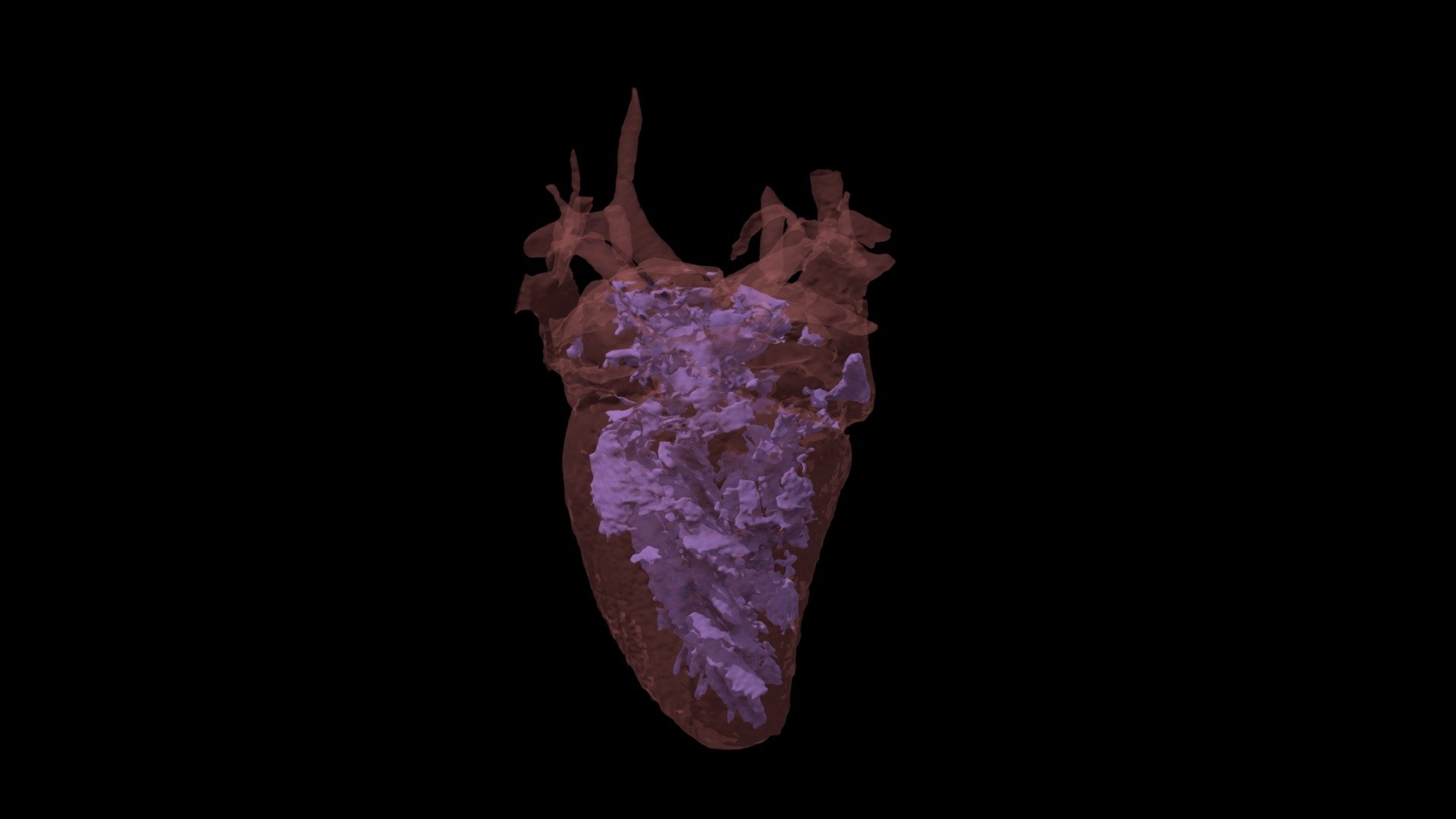 Hummingbird Heart - 3D model by Blackburn Lab (@ufherps) [7e8b4f5 ...