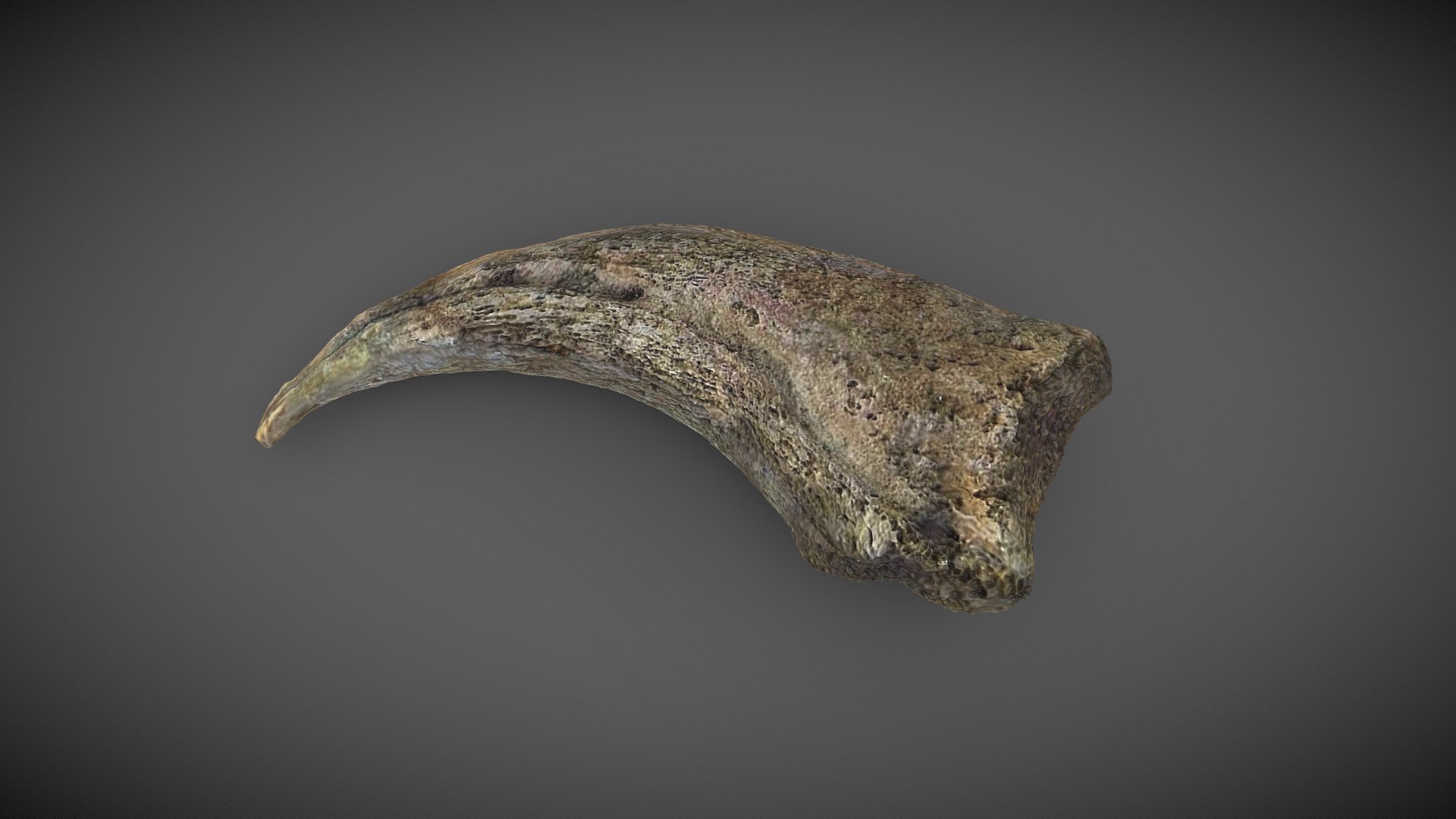 Spinosaurus finger claw - 3D model by Peter Nox (@Peter.Nox) [7e8dc62 ...