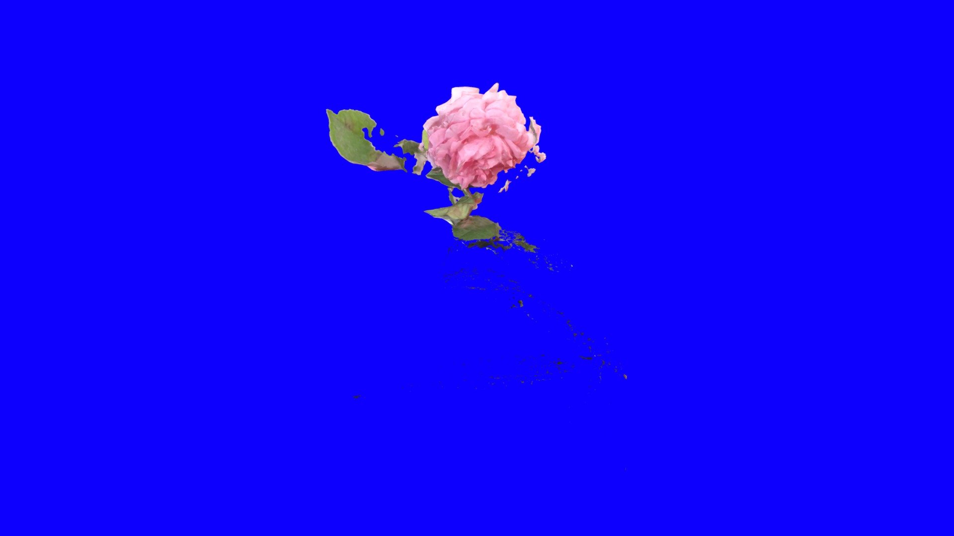 DYS_flower_rose_270523 - 3D model by DYSPLA [7e9ac15] - Sketchfab