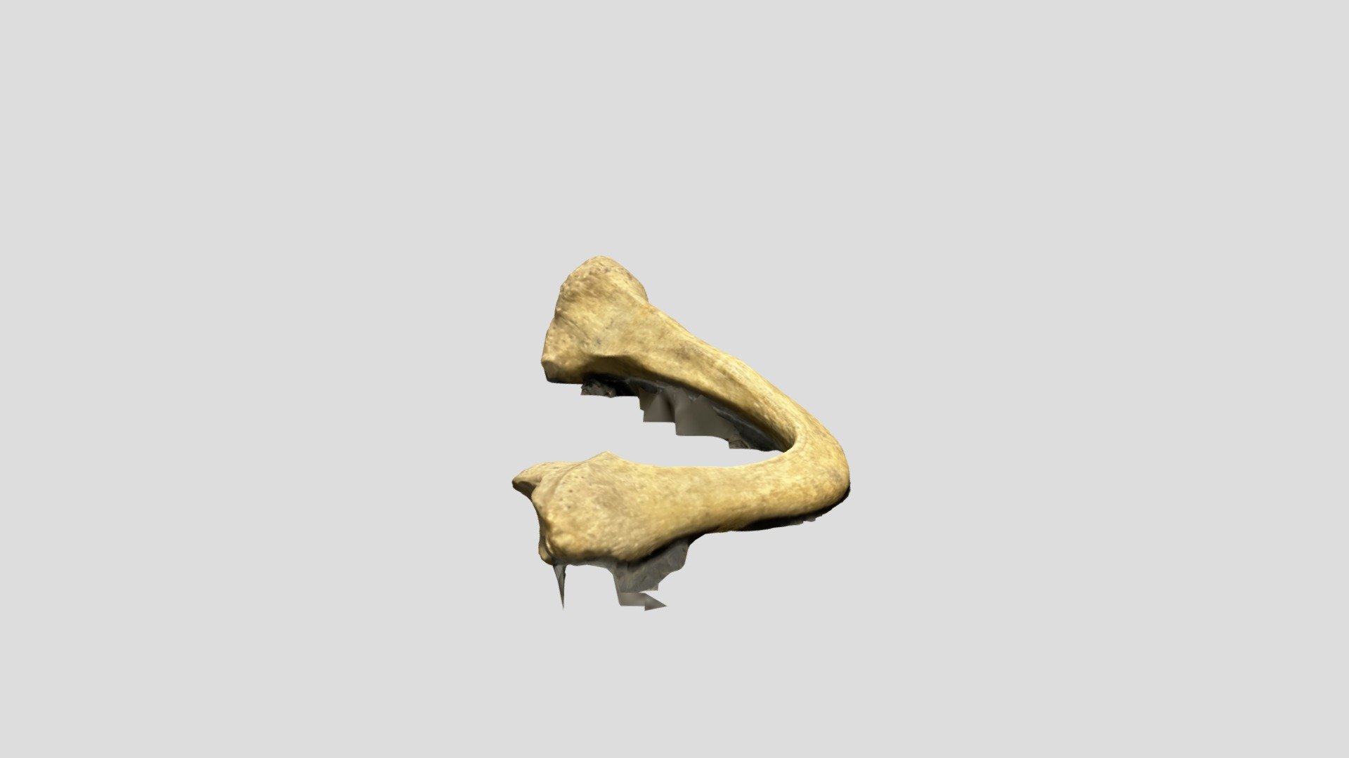 Tibia Realityscan - Download Free 3D model by moomin2151 [7ea18be ...