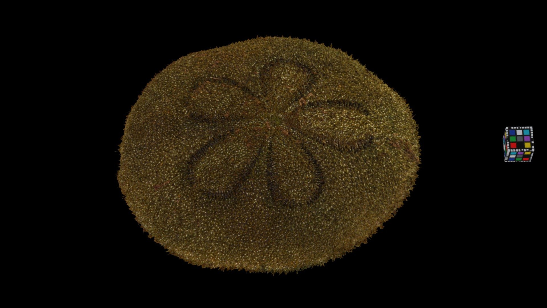 タコノマクラ Cake Urchin, Clypeaster japonicus - Download Free 3D model by ...