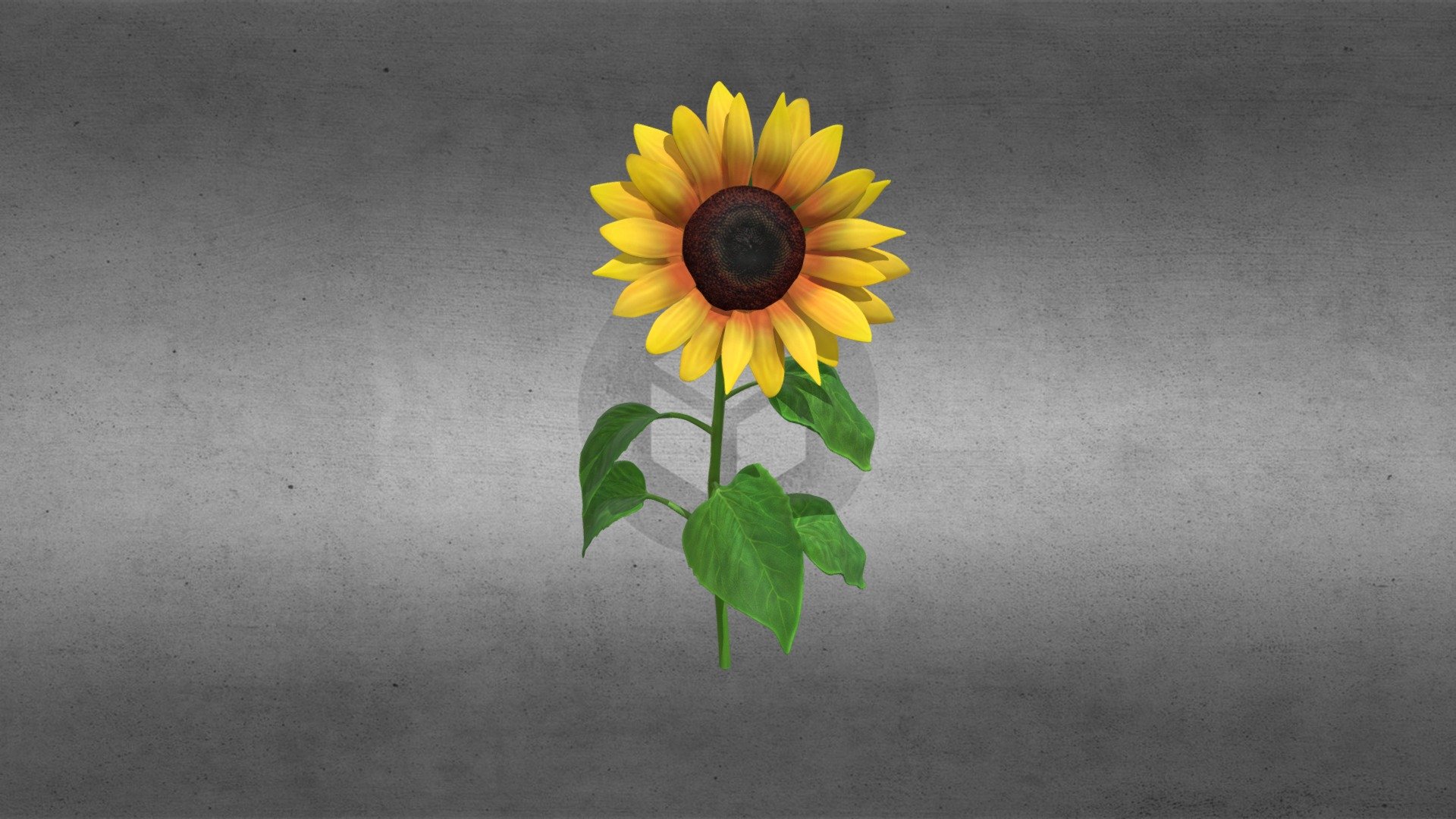 Sunflower - Buy Royalty Free 3D model by greenlive [7ea869e ...