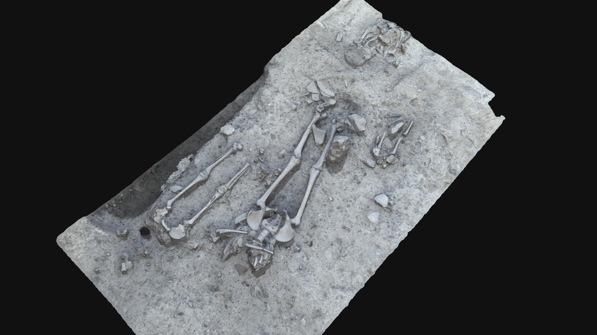 Grup de schelete - Download Free 3D model by Institutul Național al ...