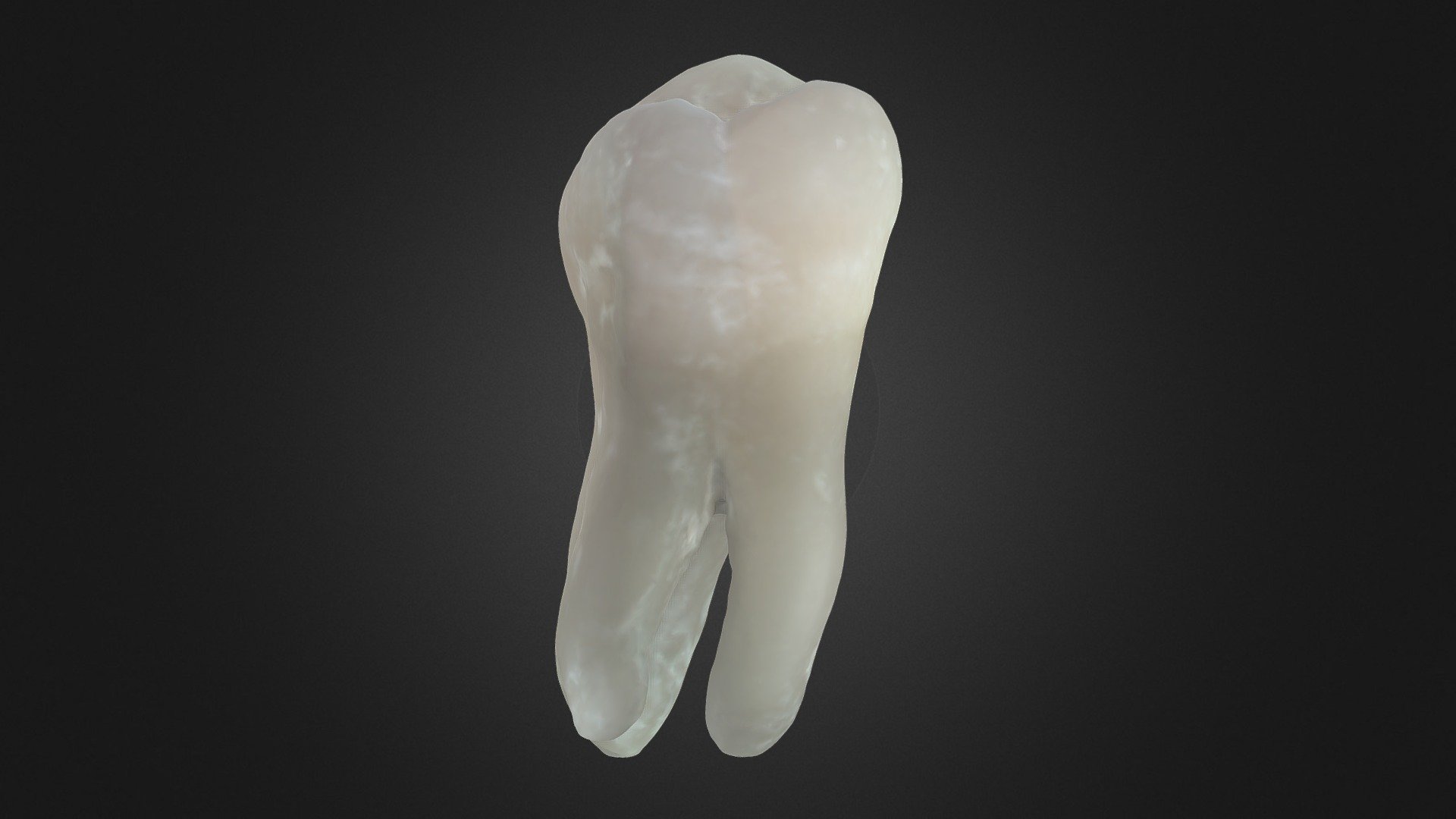 Dente 28 - Upper Left Third Molar (ID 28a) - Download Free 3D model by ...