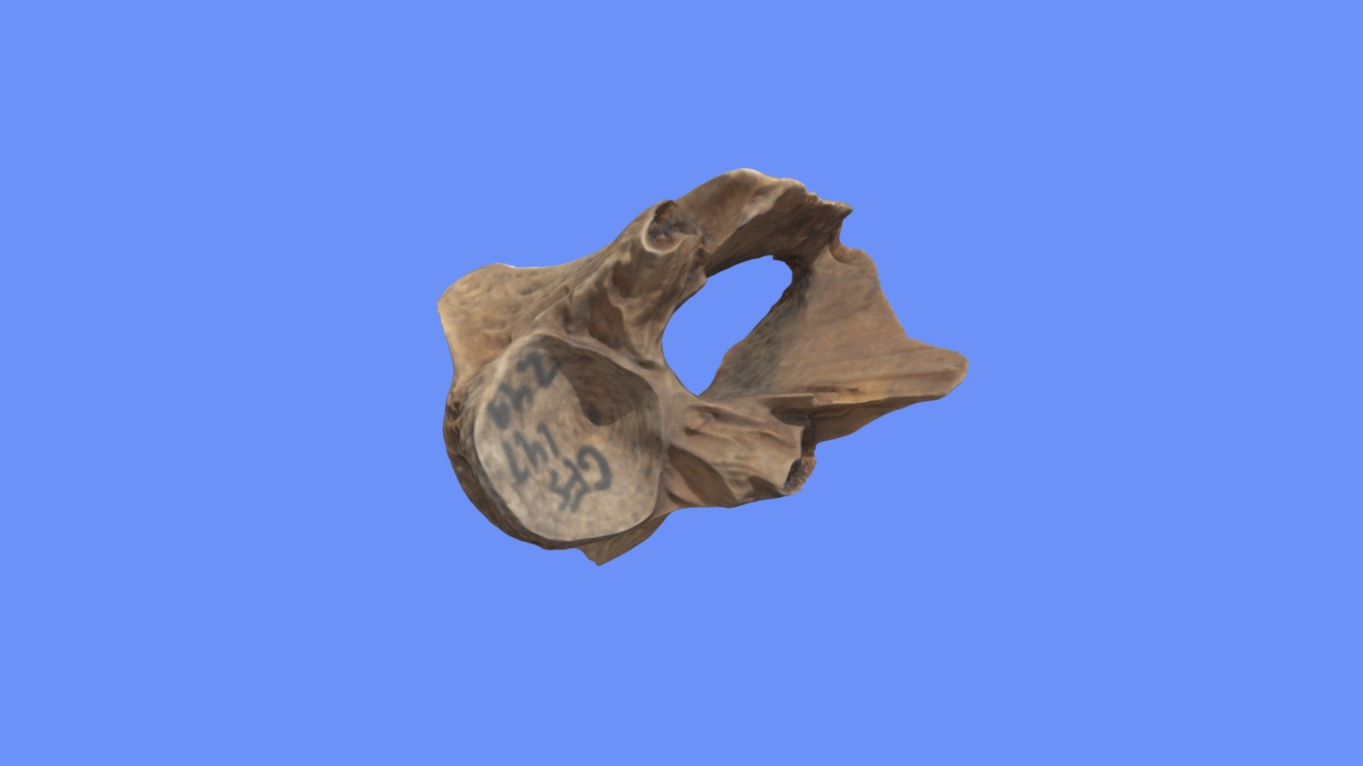Fish Vertebrae model - 3D model by quint5art [7eb6dec] - Sketchfab