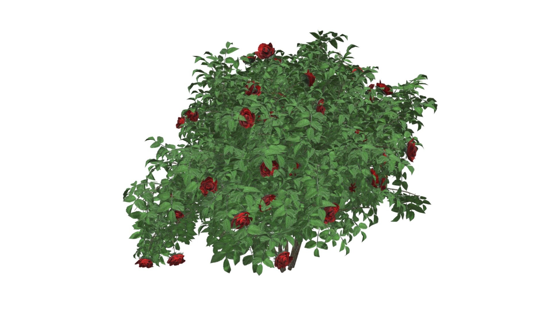Red Rose Bush #03 - Buy Royalty Free 3D model by meshshape [7ec2f6f ...