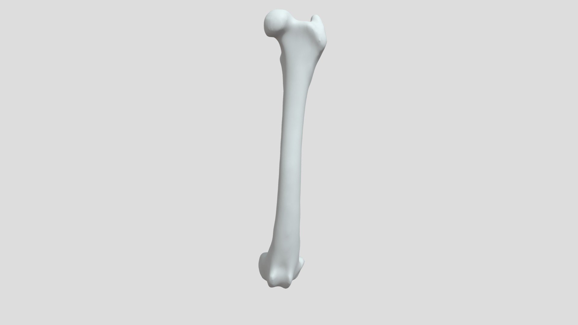 Femur dog - 3D model by VetKaset [7ec8b75] - Sketchfab