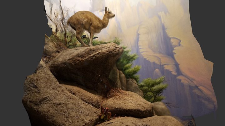 Klipspringer 3D models - Sketchfab