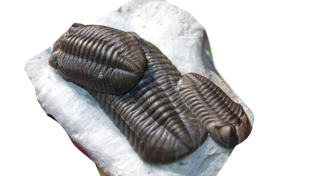 Phacops Fossil Trilobites - 3D model by Free 3D Models (@free3dmodels ...