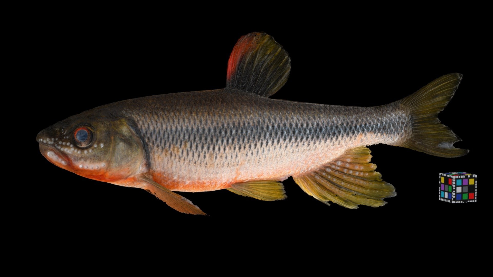 カワムツ ♂ River dark chub, Candidia temminckii - Download Free 3D model by ...