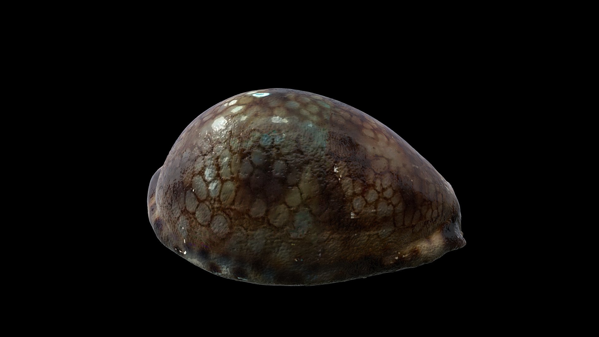 Shell 14 - Mauritia Arabica (Arabian Cowrie) - 3D model by Peter Nox ...