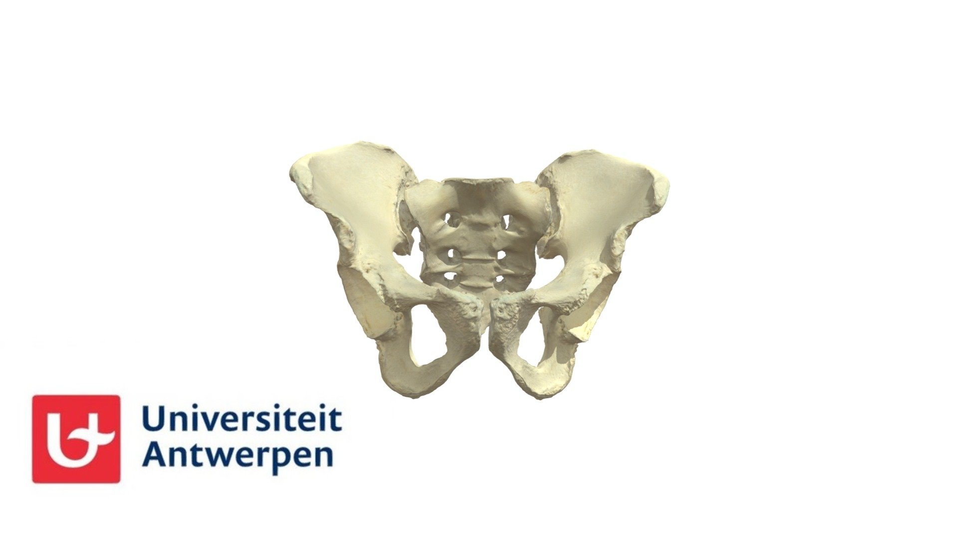 Cingulum pelvicum - leeg - 3D model by Universiteit Antwerpen ...