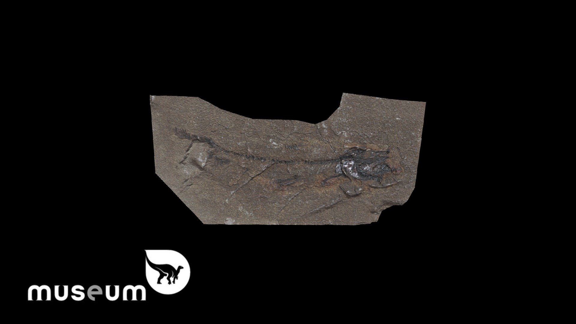 IRSNB P 02392a - Pattersonella formosa - 3D model by Royal Belgian ...
