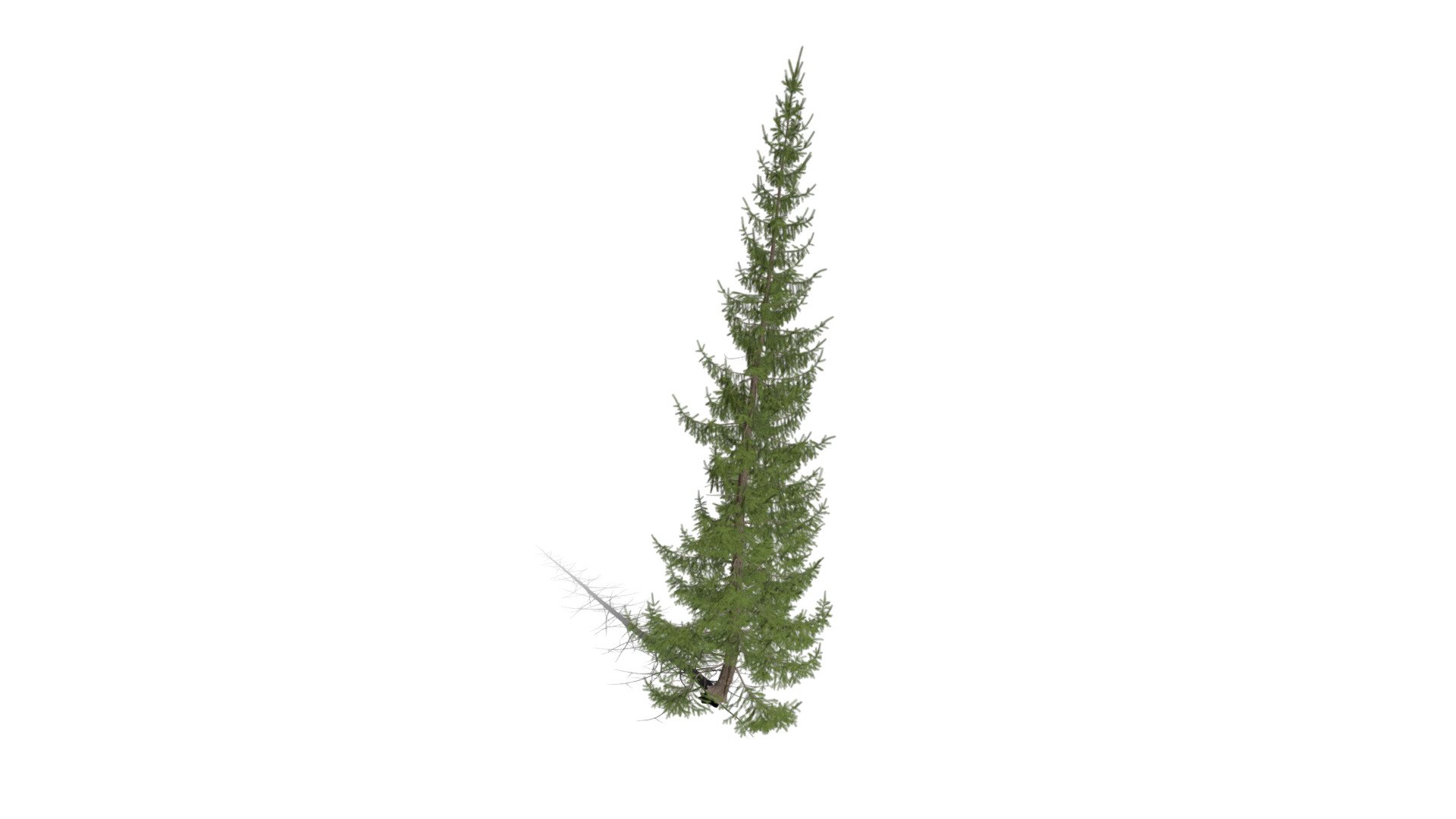 Realistic HD Norway spruce (29/43) - Buy Royalty Free 3D model by ...