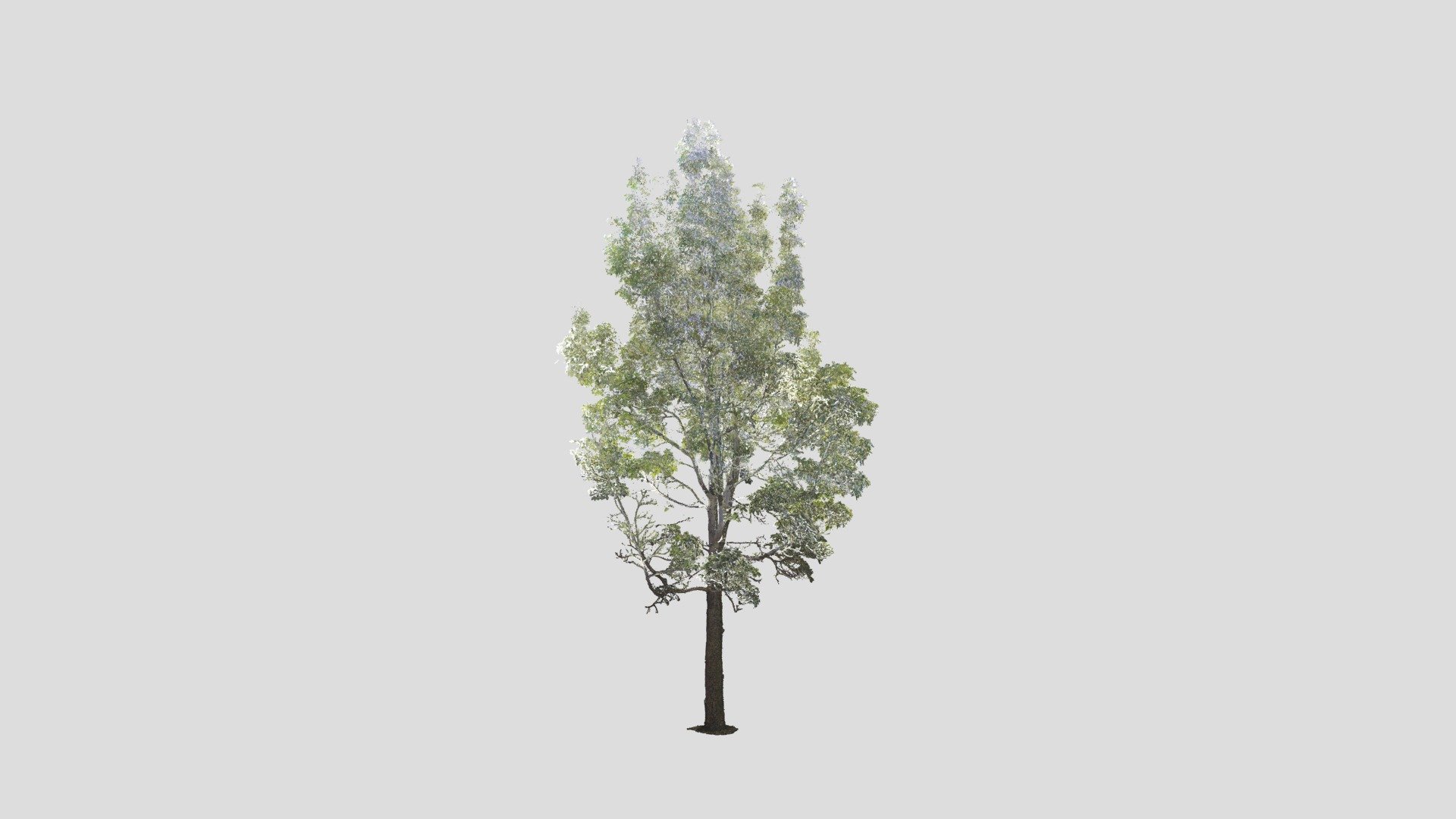 Tree Point Cloud - Buy Royalty Free 3D model by magnum_opus (@tree ...