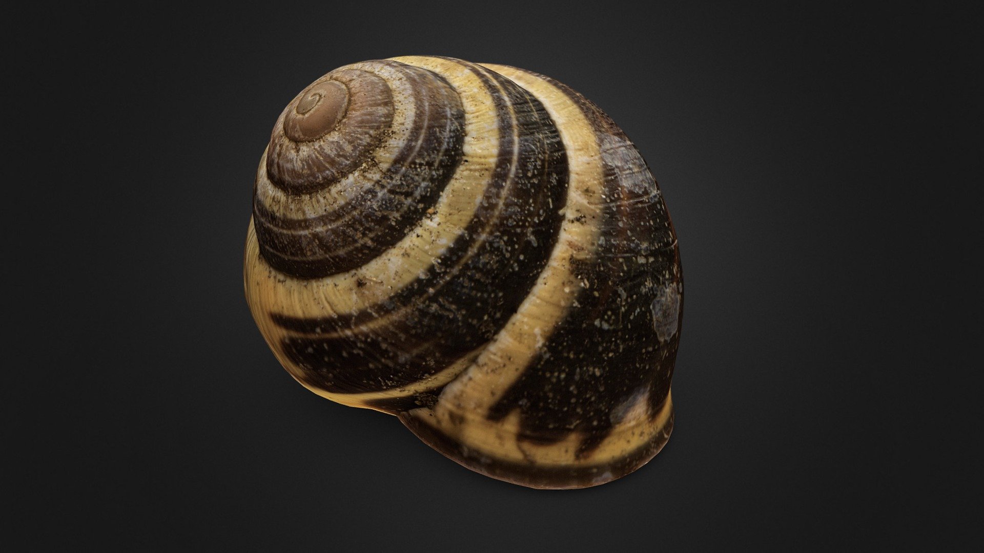 3D macro Photogrammetry - Tamron 90mm - 3D model by Thinkscan Solution ...