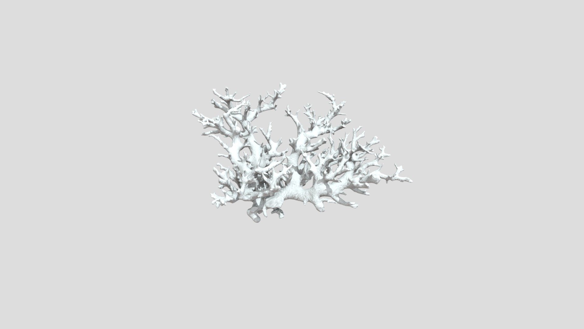 Coral - 3D model by CarmenIsabelaSandiego [7ef6e60] - Sketchfab