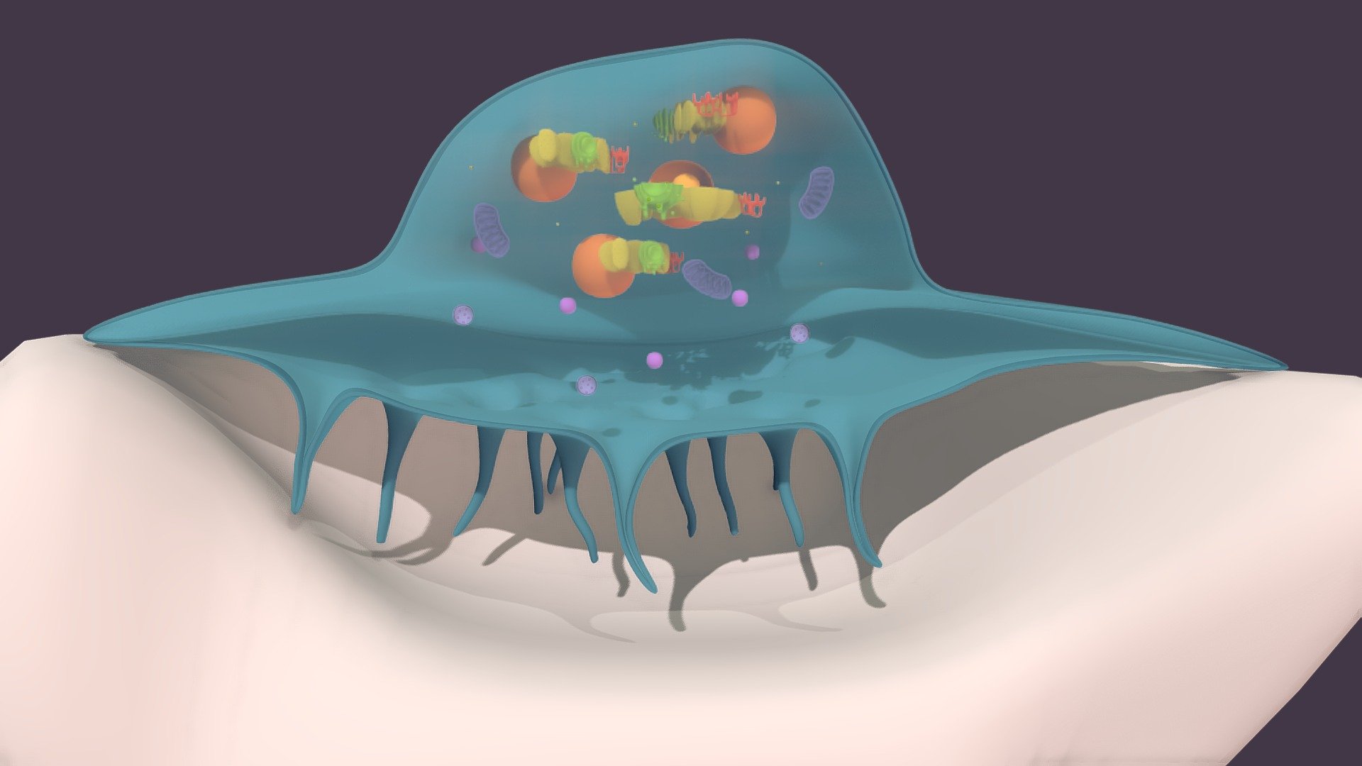 Osteoclast Model with Annotations - 3D model by agundel [7efaa33 ...