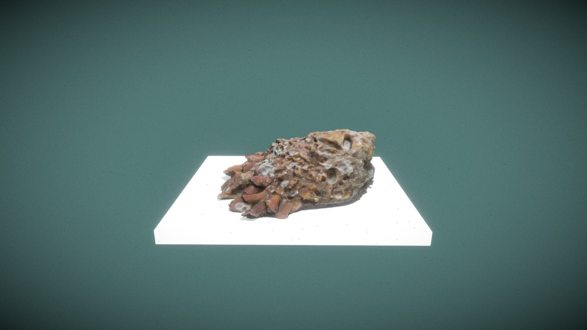 Concha Spondylus - 3D model by PATVIRTUAL [7f03a6a] - Sketchfab