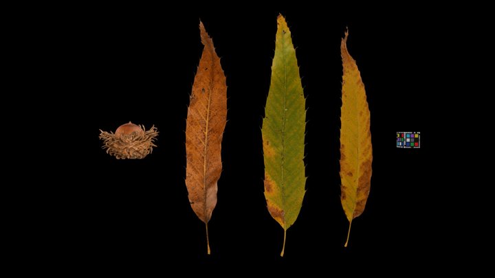 Quercus 3d Models Sketchfab