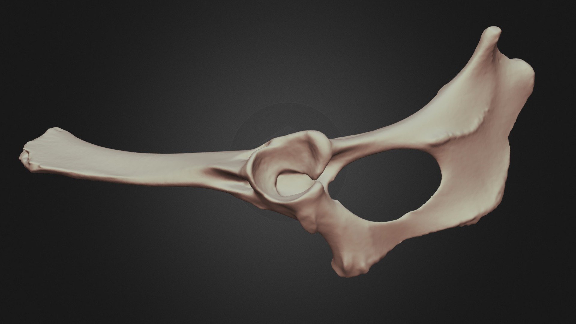 Odocoileus virginianus (Deer) Left Os Coxa - 3D model by Lakehead ...