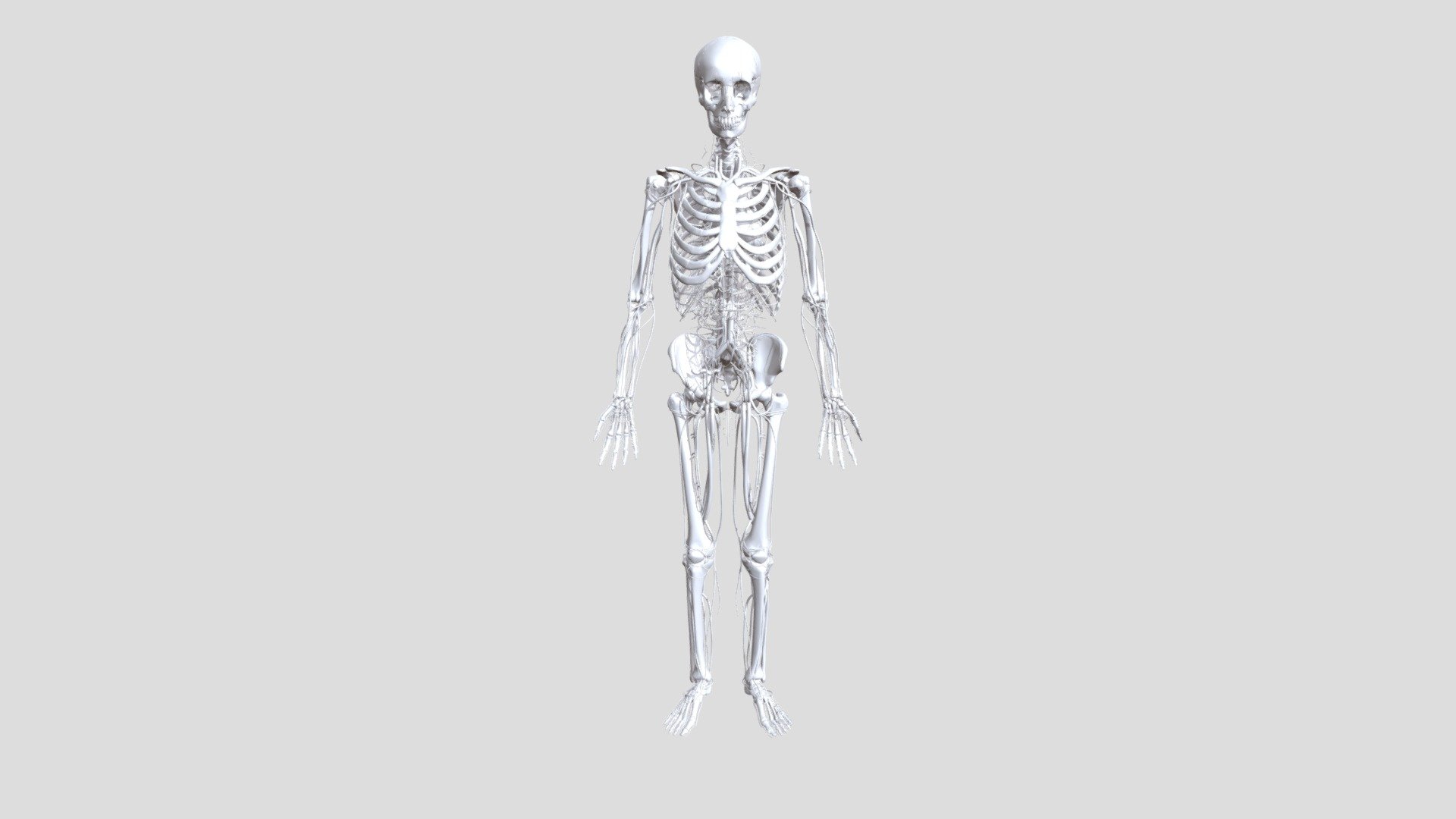 Skeleton Labelled _ 1 - 3D model by impactscience [7f26ace] - Sketchfab
