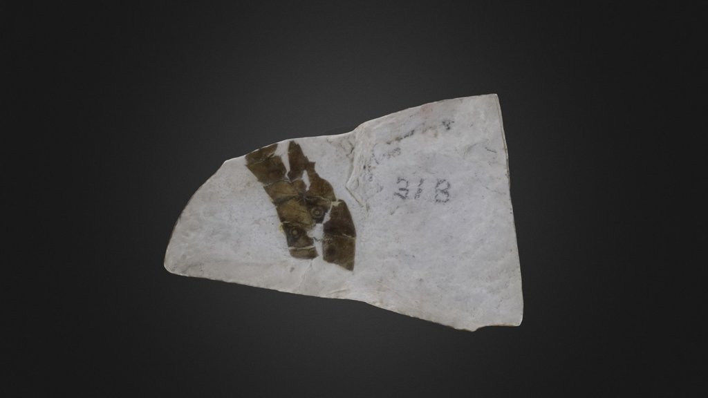 Plants - A 3D model collection by Digital Atlas of Ancient Life ...
