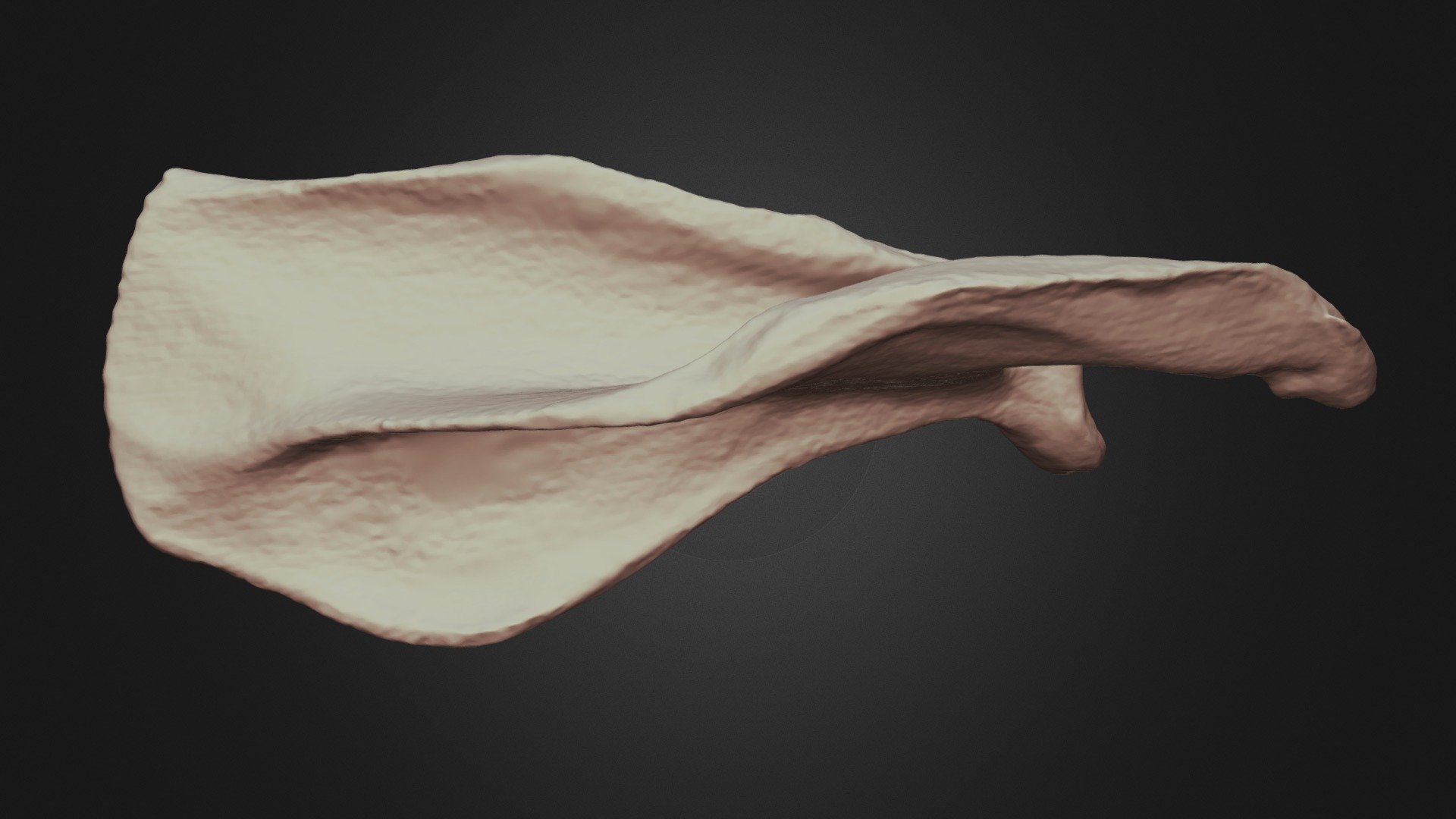 E-3-1-17 BEAVER LEFT SCAPULA - 3D model by Lakehead Anthropology ...